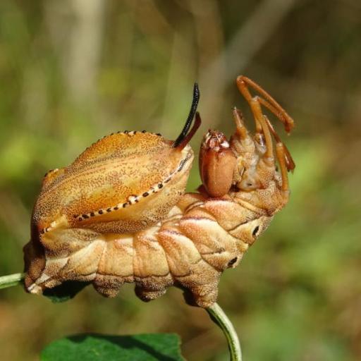 Lobster Moth (Stauropus Fagi) Insect Identification Guide, Habitat & Facts