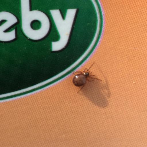 Rabbit Hutch Spider (Steatoda Bipunctata) Insect Identification Guide ...