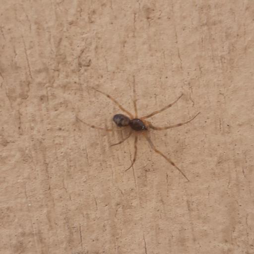 False Black Widow (Steatoda Grossa) Insect Identification Guide ...