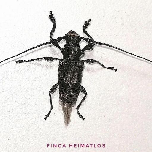 Steirastoma Insect Identification Guide, Habitat & Facts