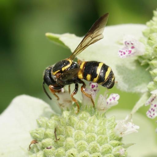 Leach Orchids (Stelis) Insect Identification Guide, Habitat & Facts