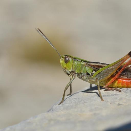 Stripe-Winged Grasshopper (Stenobothrus Lineatus) Insect Identification ...