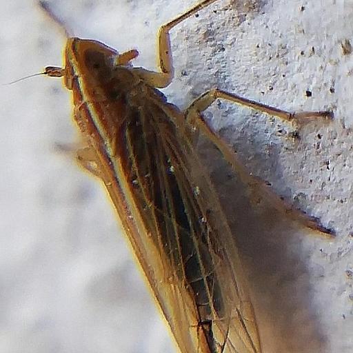 Stenocranus Insect Identification Guide, Habitat & Facts