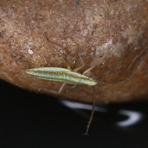 Grass Bug (Stenodema Laevigata) Insect Identification Guide, Habitat ...