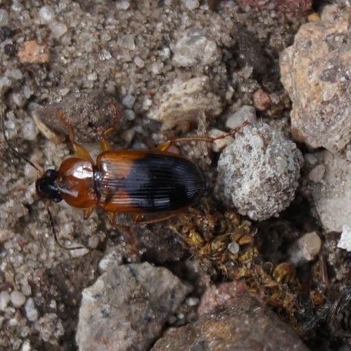 Stenolophus Teutonus Insect Identification Guide, Habitat & Facts