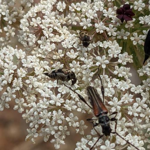 Bee Moth (Aphomia Sociella) Insect Identification Guide, Habitat & Facts