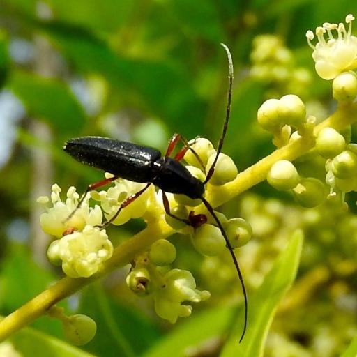 Stenosphenus Insect Identification Guide, Habitat & Facts