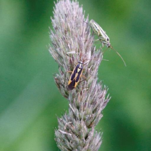 Two-Spotted Grass Bug (Stenotus Binotatus) Insect Identification Guide ...