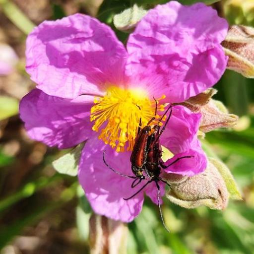 Stenurella Bifasciata Insect Identification Guide, Habitat & Facts