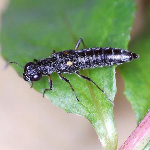 Stenus Bimaculatus Insect Identification Guide, Habitat & Facts