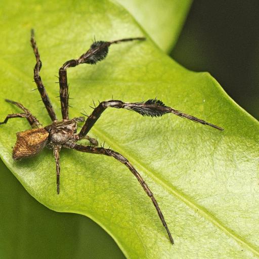Cryptic Crab Spiders (Stephanopis) Insect Identification Guide, Habitat ...