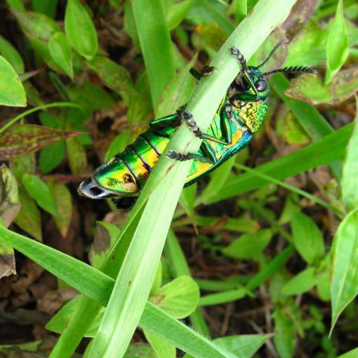 Acorn Weevil (Curculio Glandium) Insect Identification Guide, Habitat ...