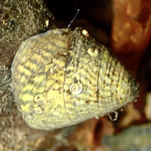 Grey Topshell (Steromphala Cineraria) Insect Identification Guide ...