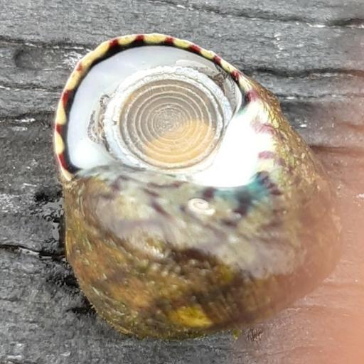 Purple Topshell (Steromphala Umbilicalis) Insect Identification Guide ...