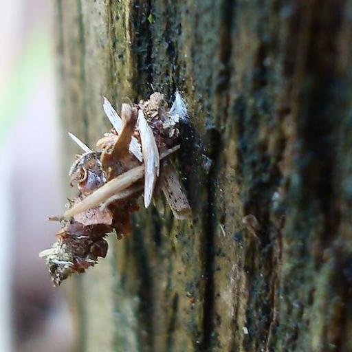 Brown Sweep (Sterrhopterix Fusca) Insect Identification Guide, Habitat ...