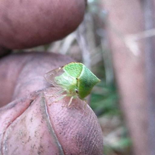 Buffalo Treehopper (Stictocephala Bisonia) Insect Identification Guide, Habitat & Facts