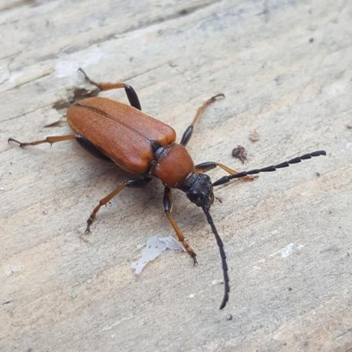 Red Pine Longhorn Beetle (Stictoleptura Rubra) Insect Identification ...