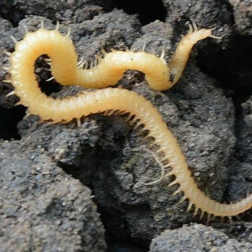 Western Yellow Centipede (Stigmatogaster Subterranea) Insect ...