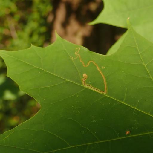 Scarce Maple Pigmy (Stigmella Aceris) Insect Identification Guide ...