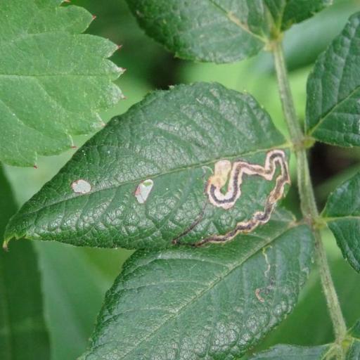 Rose Leaf Miner (Stigmella Anomalella) Insect Identification Guide ...