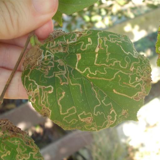 Hazel Leafminer Moth (Stigmella Microtheriella) Insect Identification ...