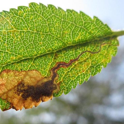 Scrubland Pigmy (Stigmella Plagicolella) Insect Identification Guide ...