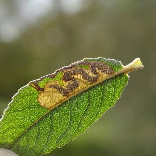Sallow Pigmy (Stigmella Salicis) Insect Identification Guide, Habitat ...