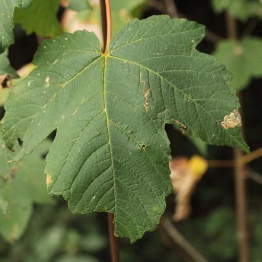 Barred Sycamore Pigmy (Stigmella Speciosa) Insect Identification Guide ...