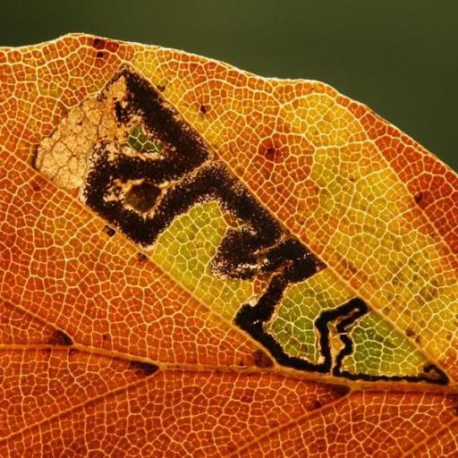 Virginian Tiger Moth (Spilosoma Virginica) Insect Identification Guide ...