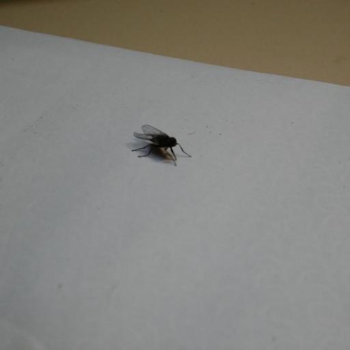 Stable Fly (Stomoxys Calcitrans) Insect Identification Guide, Habitat ...