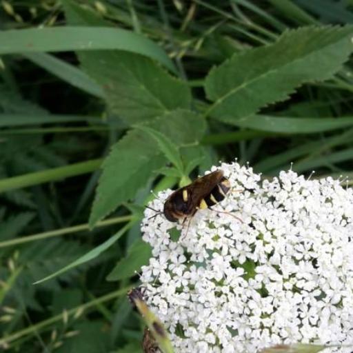 Banded General (Stratiomys Potamida) Insect Identification Guide ...