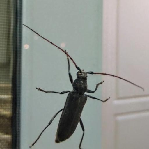 Crimson Rose (Pachliopta Hector) Insect Identification Guide, Habitat ...