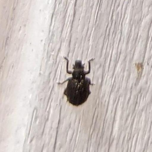 Nut Leaf Weevil (Strophosoma Melanogrammum) Insect Identification Guide ...