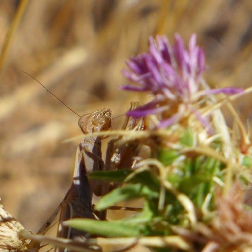 Gray Hairstreak (Strymon Melinus) Insect Identification Guide, Habitat ...