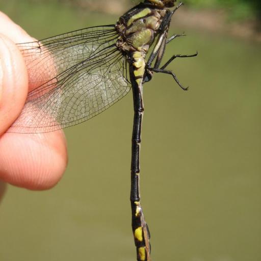 Riverine Clubtail (Stylurus Amnicola) Insect Identification Guide ...