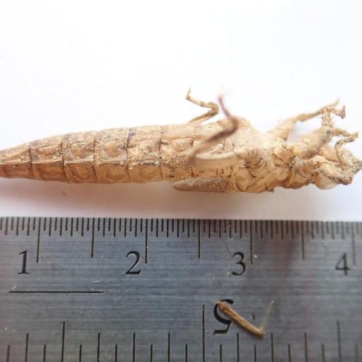 Arrow Clubtail (Stylurus Spiniceps) Insect Identification Guide ...