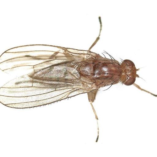 Suillia Bicolor Insect Identification Guide, Habitat & Facts