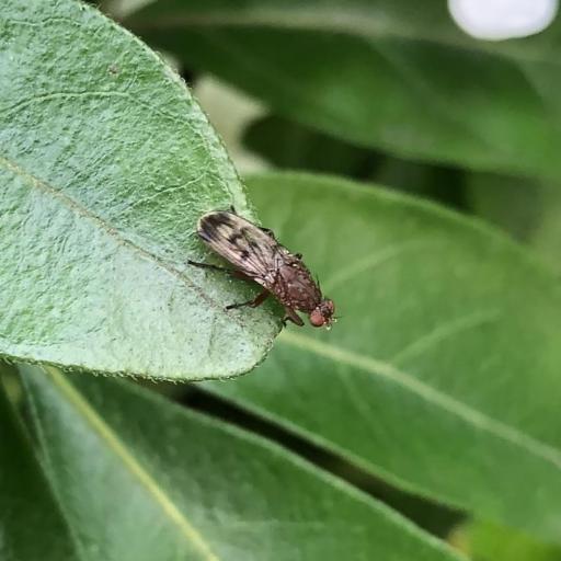 Suillia Variegata Insect Identification Guide, Habitat & Facts