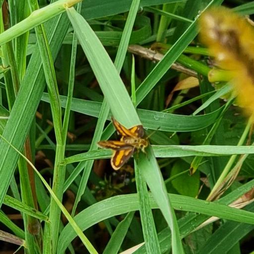 Suniana Insect Identification Guide, Habitat & Facts