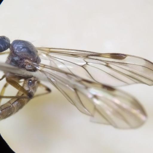 Sylvicola Cinctus Insect Identification Guide, Habitat & Facts