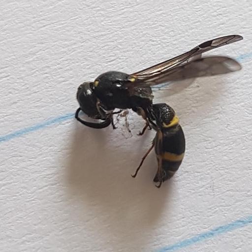 Willow Mason Wasp (Symmorphus Bifasciatus) Insect Identification Guide ...