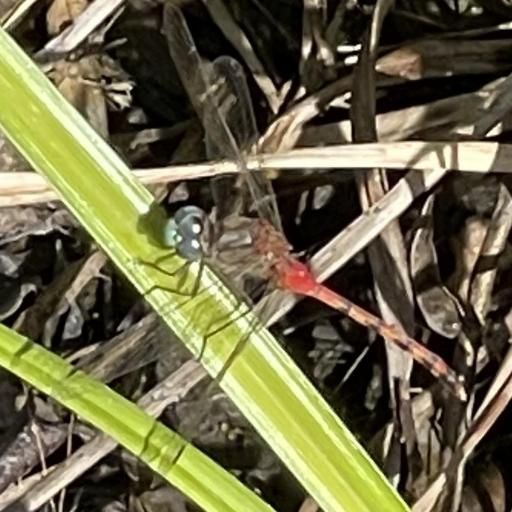 Blue-Faced Meadowhawk (Sympetrum Ambiguum) Insect Identification Guide ...
