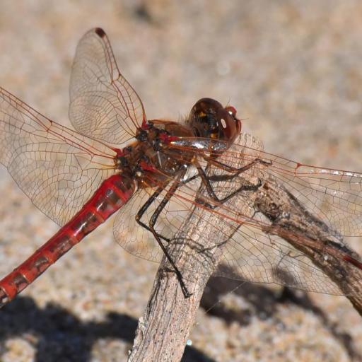 Variegated Meadowhawk (Sympetrum Corruptum) Insect Identification Guide ...