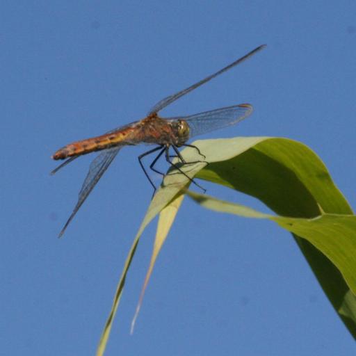 Spotted Darter (Sympetrum Depressiusculum) Insect Identification Guide ...