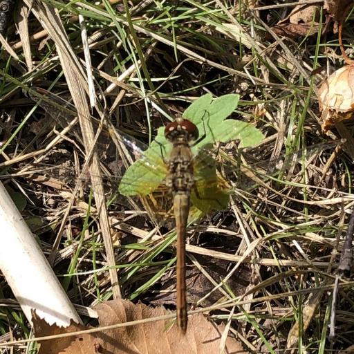 Yellow-Winged Darter (Sympetrum Flaveolum) Insect Identification Guide ...