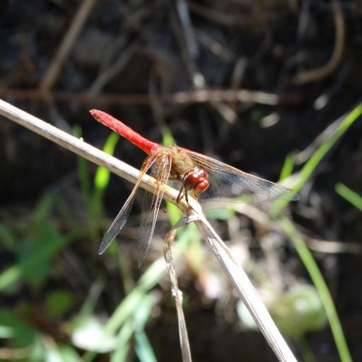 Cardinal Meadowhawk (Sympetrum Illotum) Insect Identification Guide ...