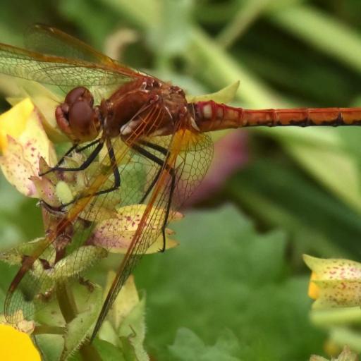 Red-Veined Meadowhawk (Sympetrum Madidum) Insect Identification Guide ...