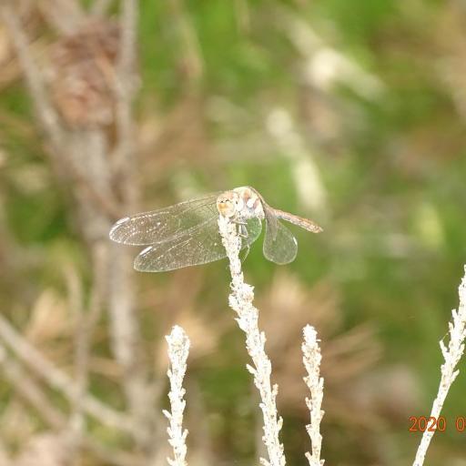 Island Darter (Sympetrum Nigrifemur) Insect Identification Guide ...