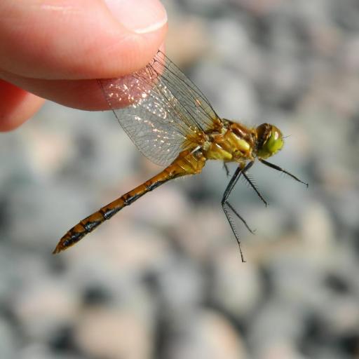 White-faced Meadowhawk (Sympetrum Obtrusum) Insect Identification Guide ...