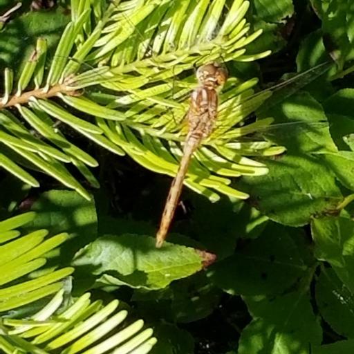 Striped Meadowhawk (Sympetrum Pallipes) Insect Identification Guide ...